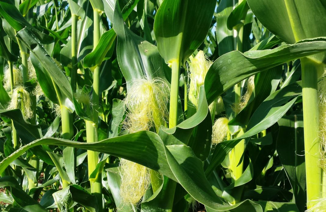 Déficit hídrico e a produtividade do milho - MAIS SOJA - Pensou Soja ...