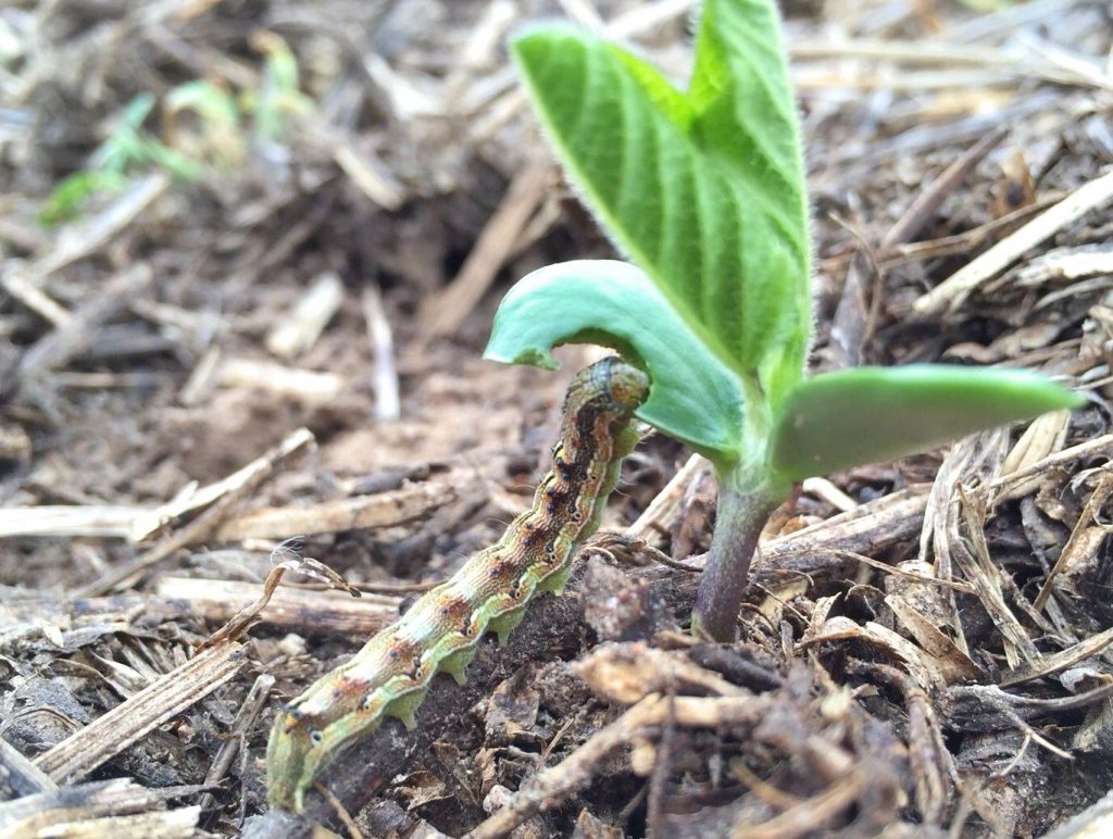 Quais os principais Inimigos naturais da Helicoverpa armigera em soja ...