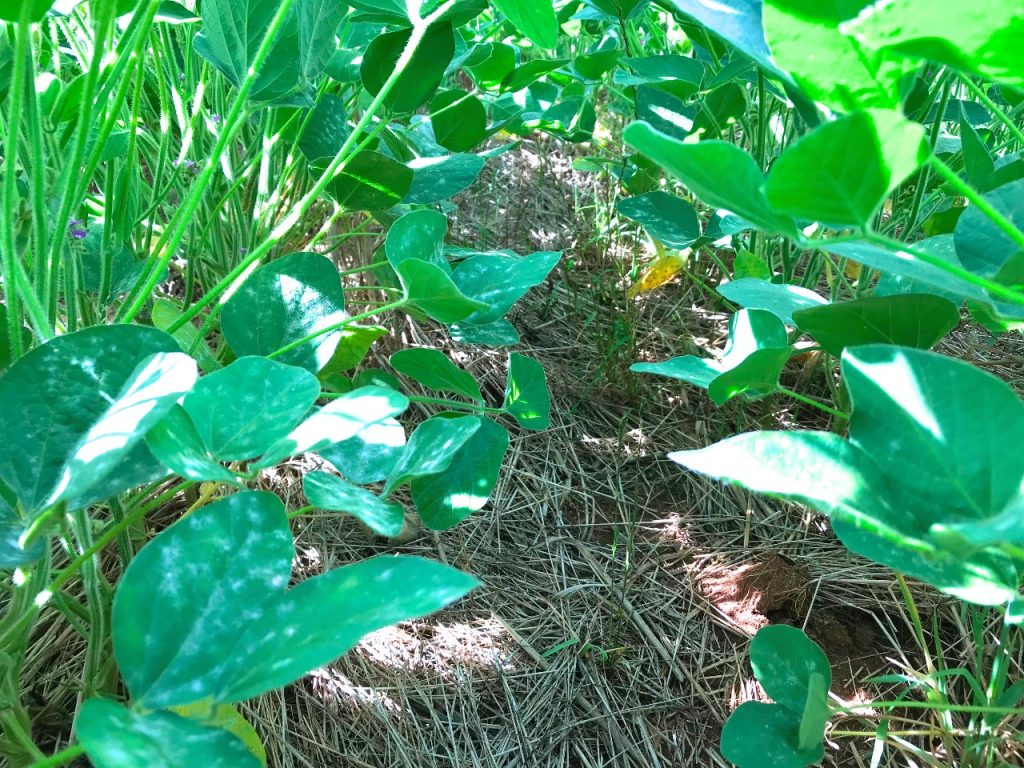 Oídio em Soja - MAIS SOJA - Pensou Soja, Pensou Mais Soja