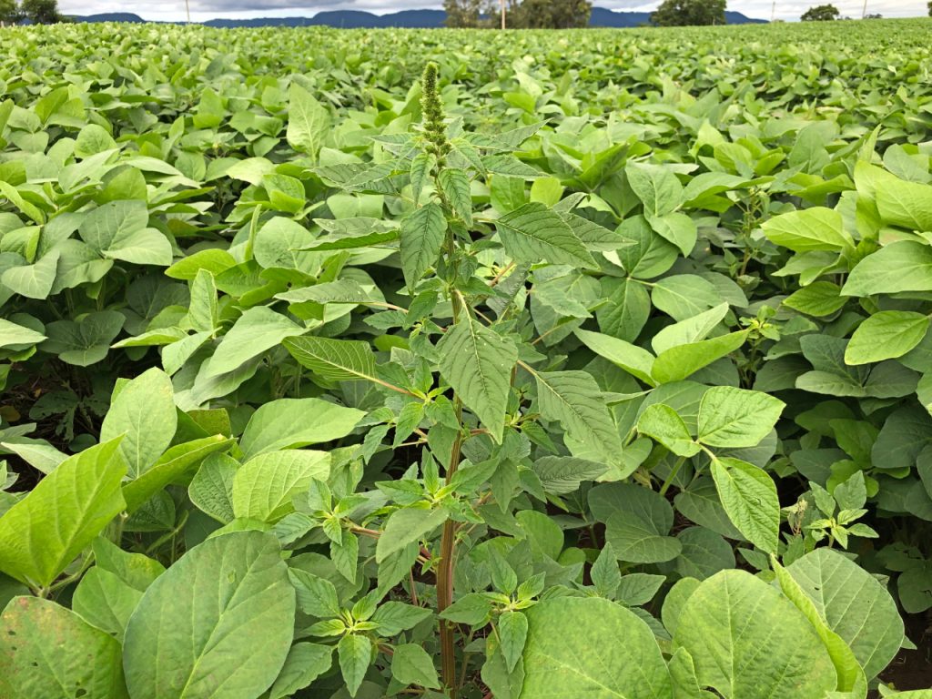 Caruru (Amaranthus hybridus): Características e Complexidade de Manejo ...