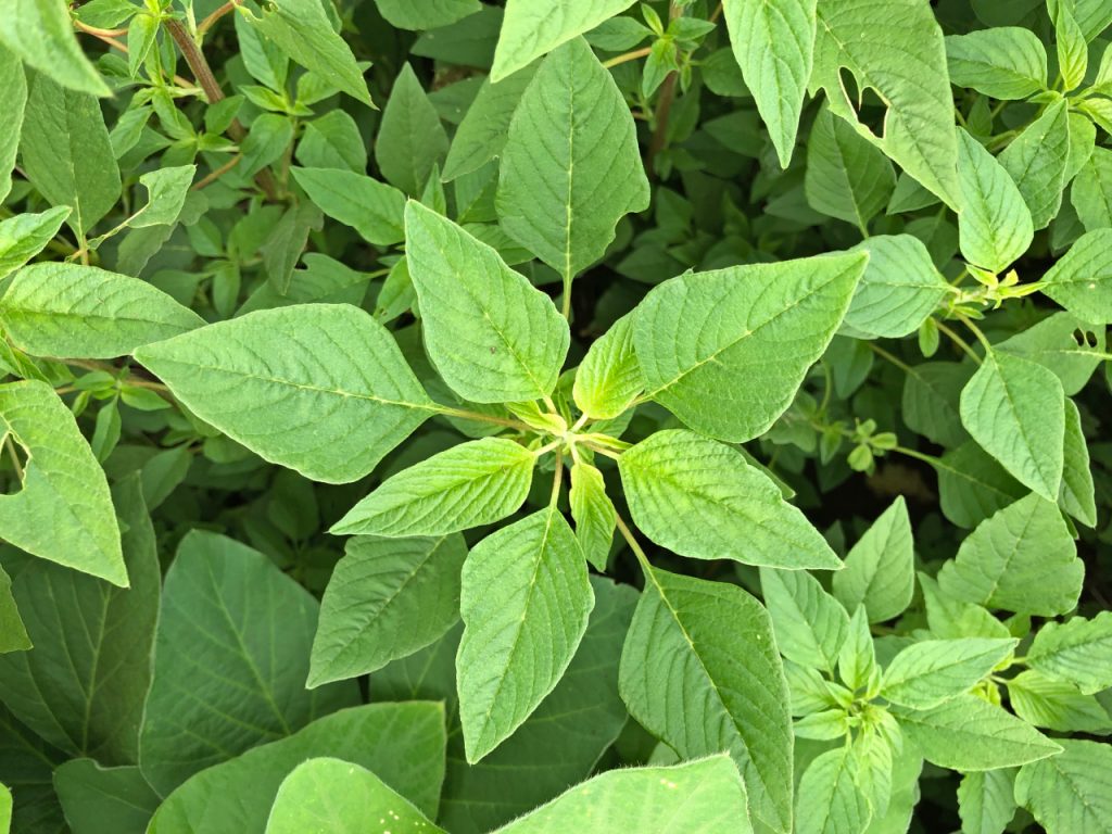 Caruru (Amaranthus hybridus) resistente a herbicidas - MAIS SOJA ...