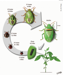 Percevejo-verde-pequeno na cultura da soja - MAIS SOJA - Pensou Soja ...
