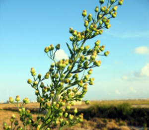 Tudo o que você precisa saber sobre a Buva! - MAIS SOJA - Pensou Soja ...