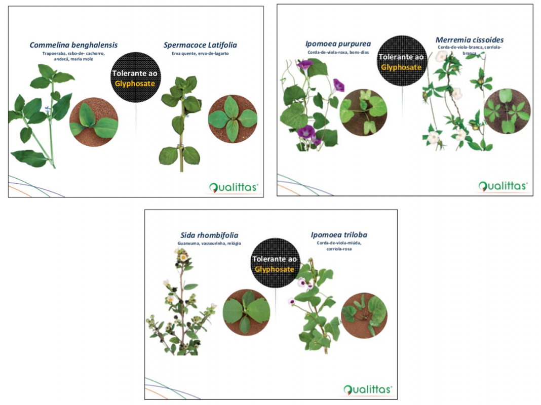 Conheça a soja Intacta 2 Xtend - MAIS SOJA - Pensou Soja, Pensou Mais Soja