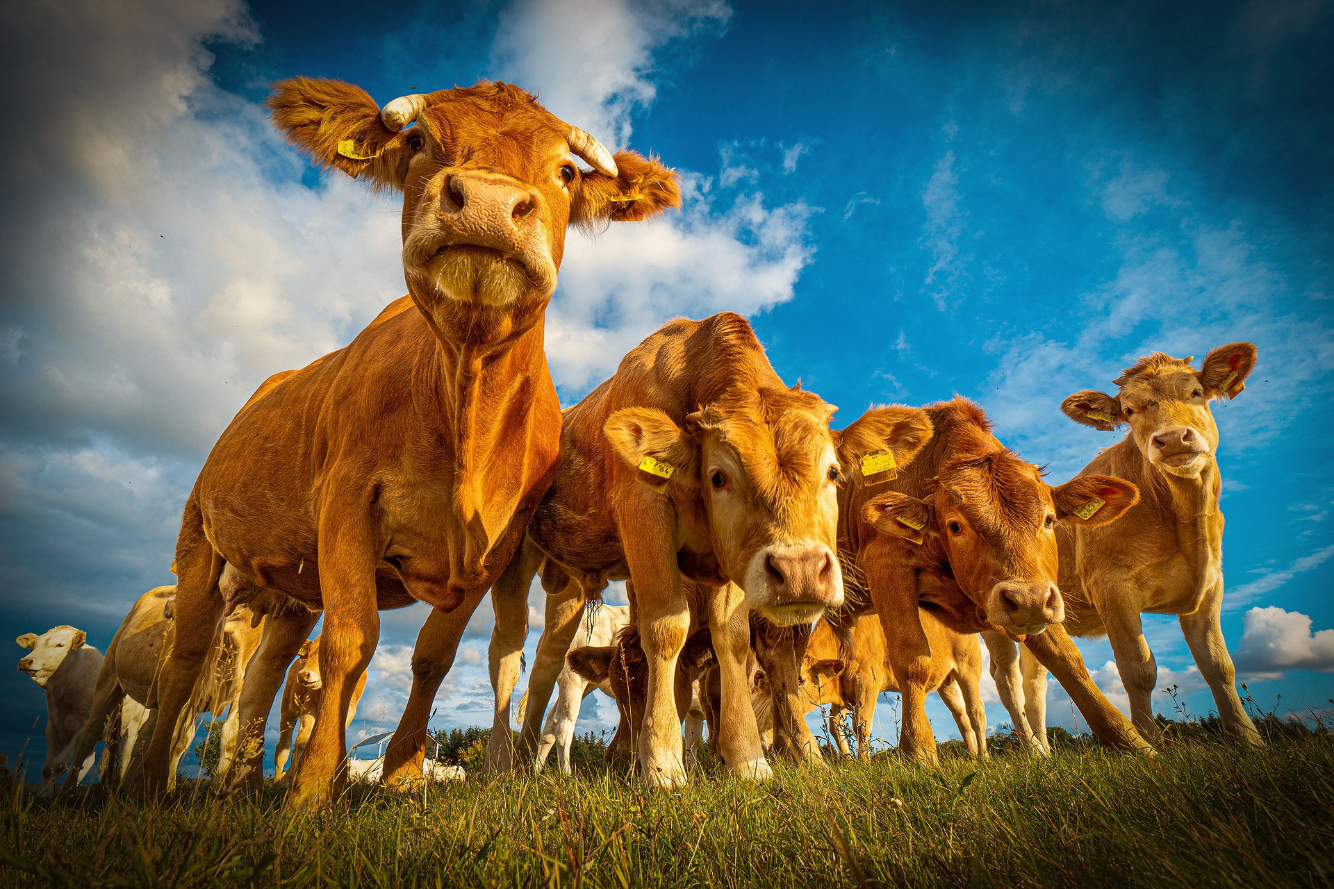 Agropecuária e Sustentabilidade: Brasil supera metas na pecuária ...