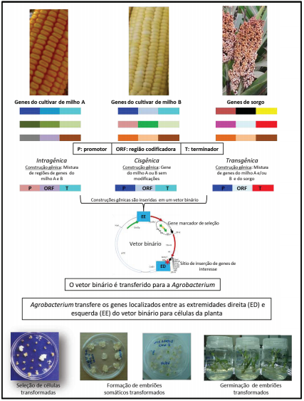 Transgenia, cisgenia e intragenia: diferenças e implicações para a ...