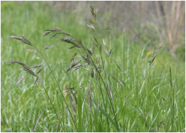 Classificação botânica das plantas daninhas: Família Poaceae - MAIS ...