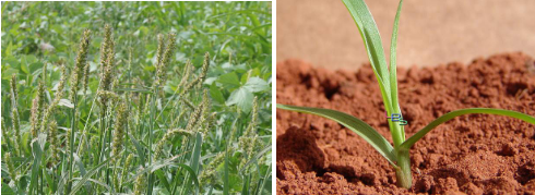 Classificação botânica das plantas daninhas: Família Poaceae - MAIS ...