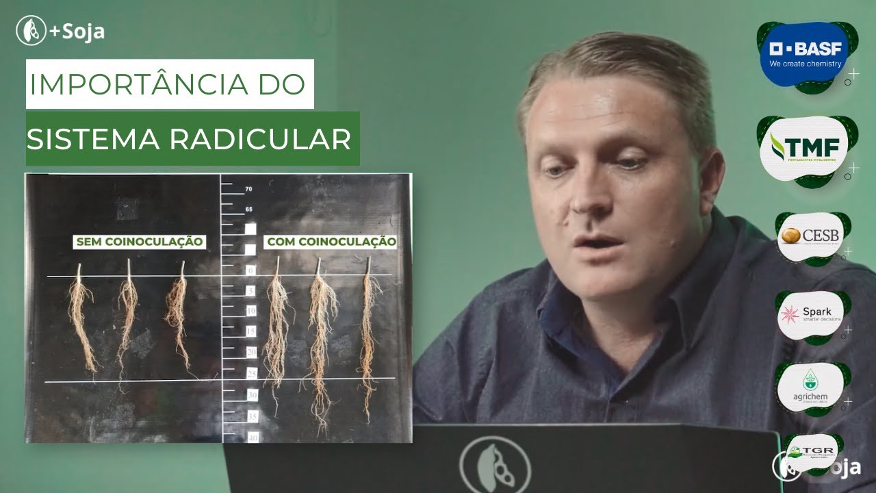 Importância do sistema radicular - MAIS SOJA - Pensou Soja, Pensou Mais ...