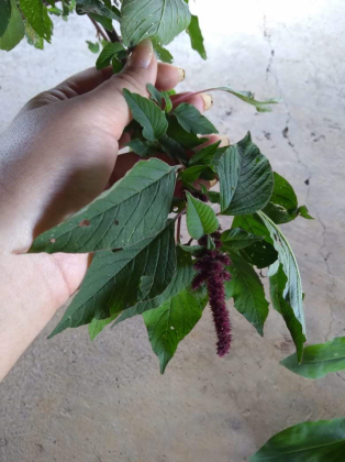 Amaranthus hybridus: saiba como identificar essa planta daninha no campo - MAIS SOJA - Pensou ...