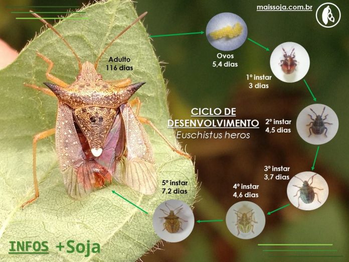 Quantos dias vive um percevejo ? - MAIS SOJA - Pensou Soja, Pensou Mais ...