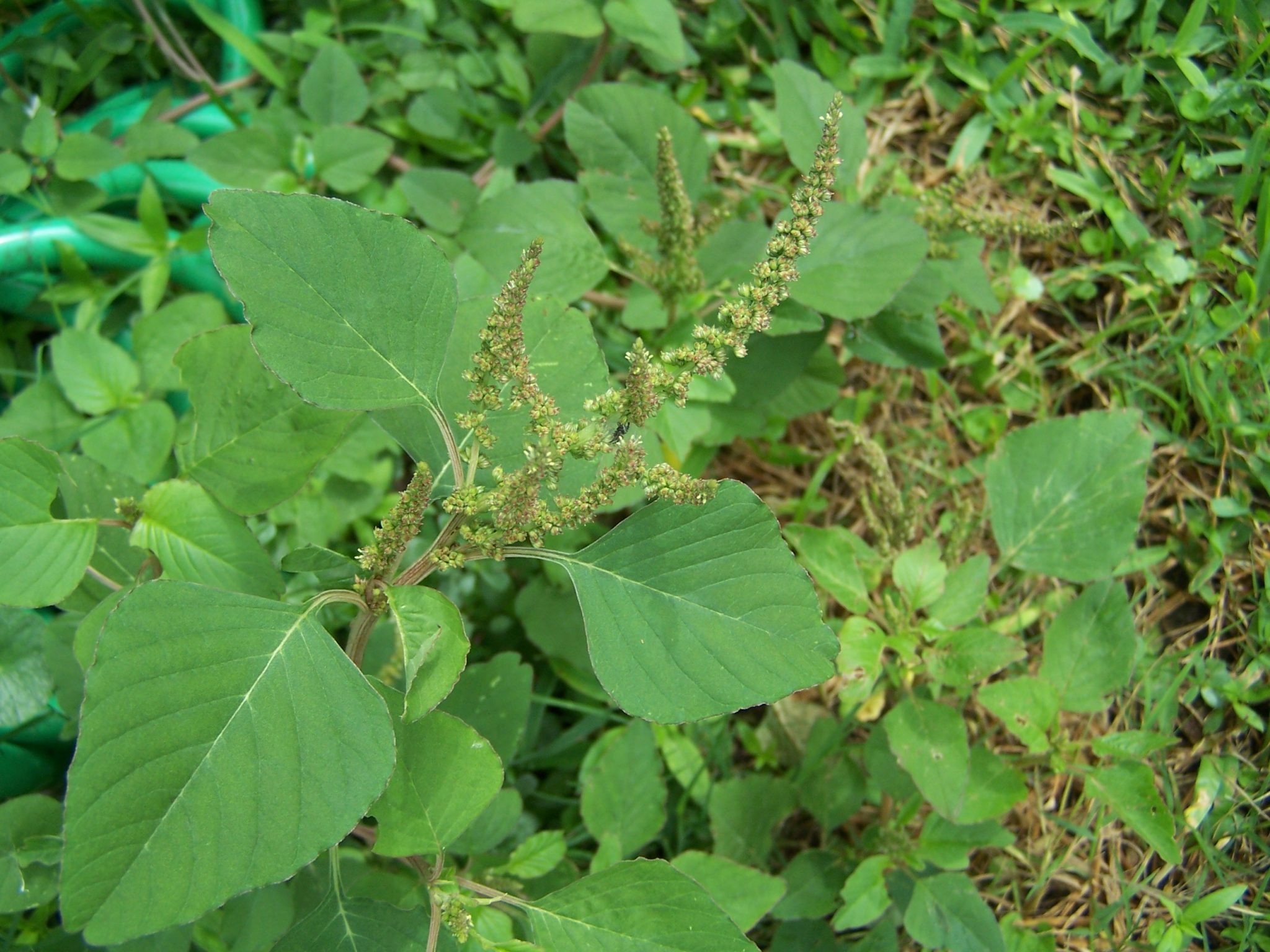 Após Amaranthus palmeri ampliar sua presença, confira dicas para um ...