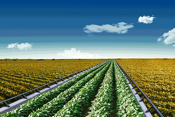 GIF – Ferrugem – 600×400 – Site | MAIS SOJA - Pensou Soja, Pensou Mais Soja