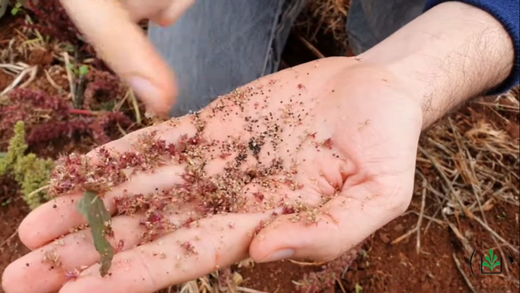 Atenção com o Caruru e suas milhares de sementes produzidas por planta ...