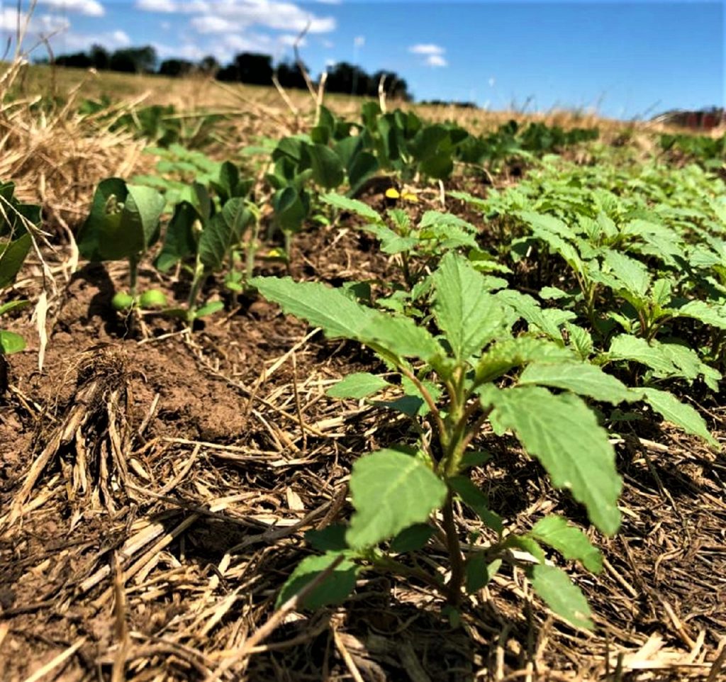 A importância do controle de caruru na safra 2020/21 - MAIS SOJA ...