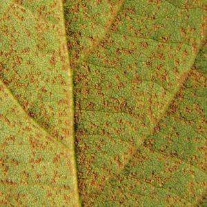 Rizobacter e Corteva firmam parceria com lançamento de produto para ...