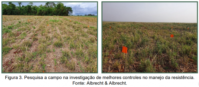 Manejo de Capim-Amargoso (Digitaria insularis [L.] Mez ex Ekman) - MAIS ...