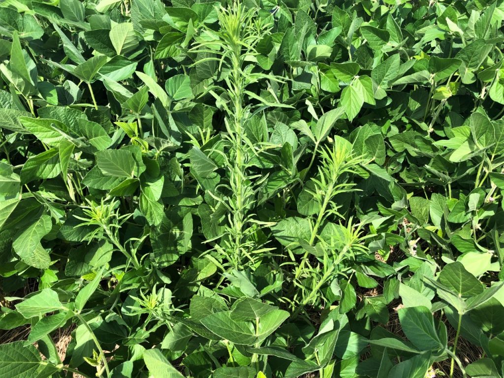 Manejo de Buva (Conyza spp.) - MAIS SOJA - Pensou Soja, Pensou Mais Soja