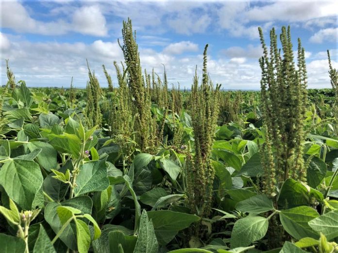 MISSÃO CARURU - Episódio 7 - Características da planta de Caruru ...
