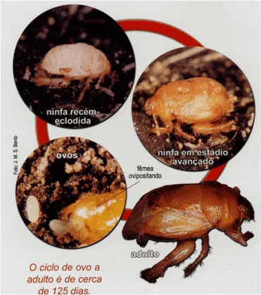 Percevejo-castanho do milho: ocorrência e manejo - MAIS SOJA - Pensou ...