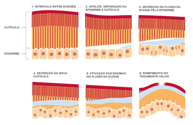 Como funcionam os inseticidas reguladores de crescimento? - MAIS SOJA ...