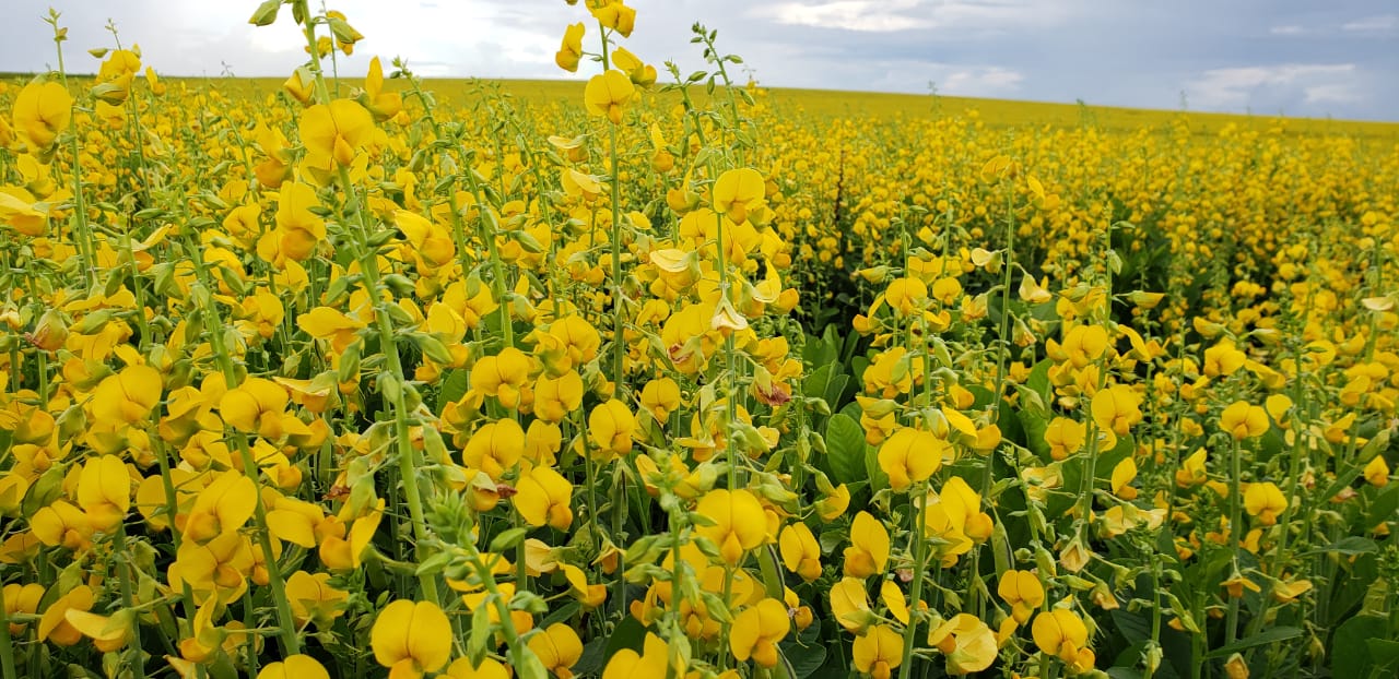 Crotalária Ochroleuca é foco de dia de campo no RS - MAIS SOJA - Pensou ...