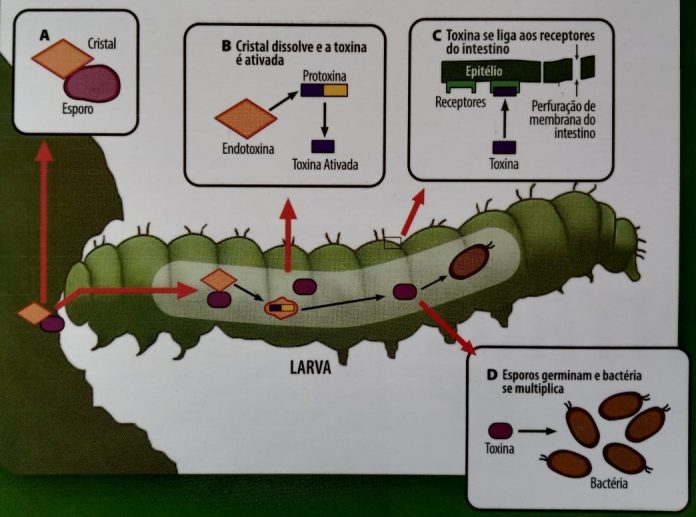 Como funcionam os inseticidas à base de Bt e baculovírus? - MAIS SOJA ...