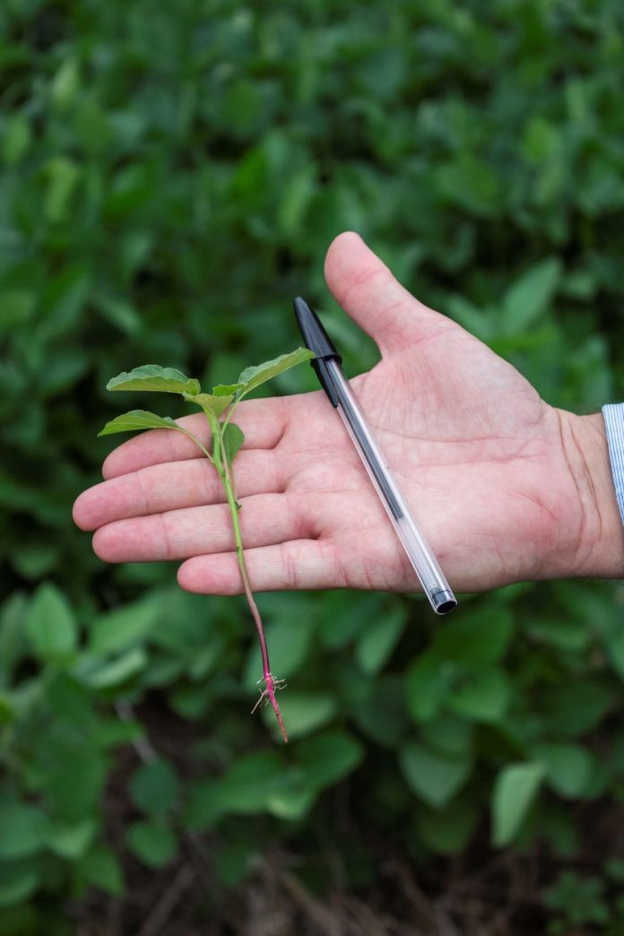 Caruru (Amaranthus hybridus) - MAIS SOJA - Pensou Soja, Pensou Mais Soja