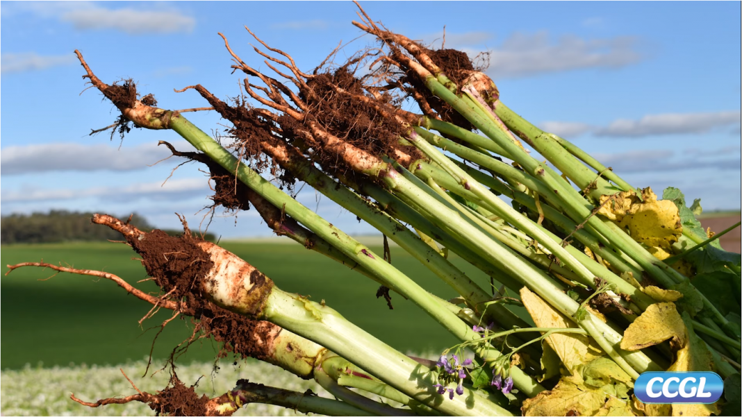 Nabo-forrageiro: benefícios e cuidados - MAIS SOJA - Pensou Soja ...