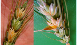 Ferrugem linear do trigo na safra 2021 - MAIS SOJA - Pensou Soja ...