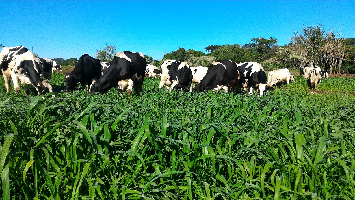 Forragem produzida pelo ADRF 6010 Valente garante redução de custos e ...