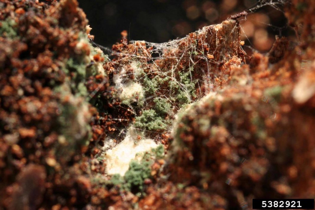 Trichoderma: quais os benefícios e quando utilizar? - MAIS SOJA ...