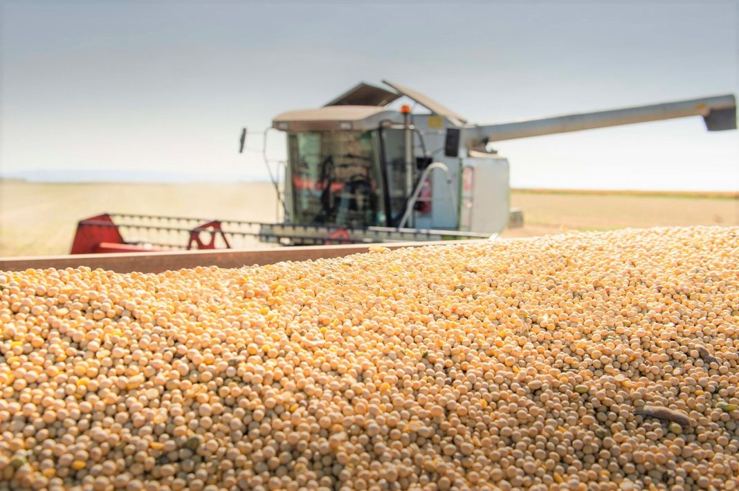 Conab prevê produção de 308 milhões de toneladas na safra 2022/23 ...