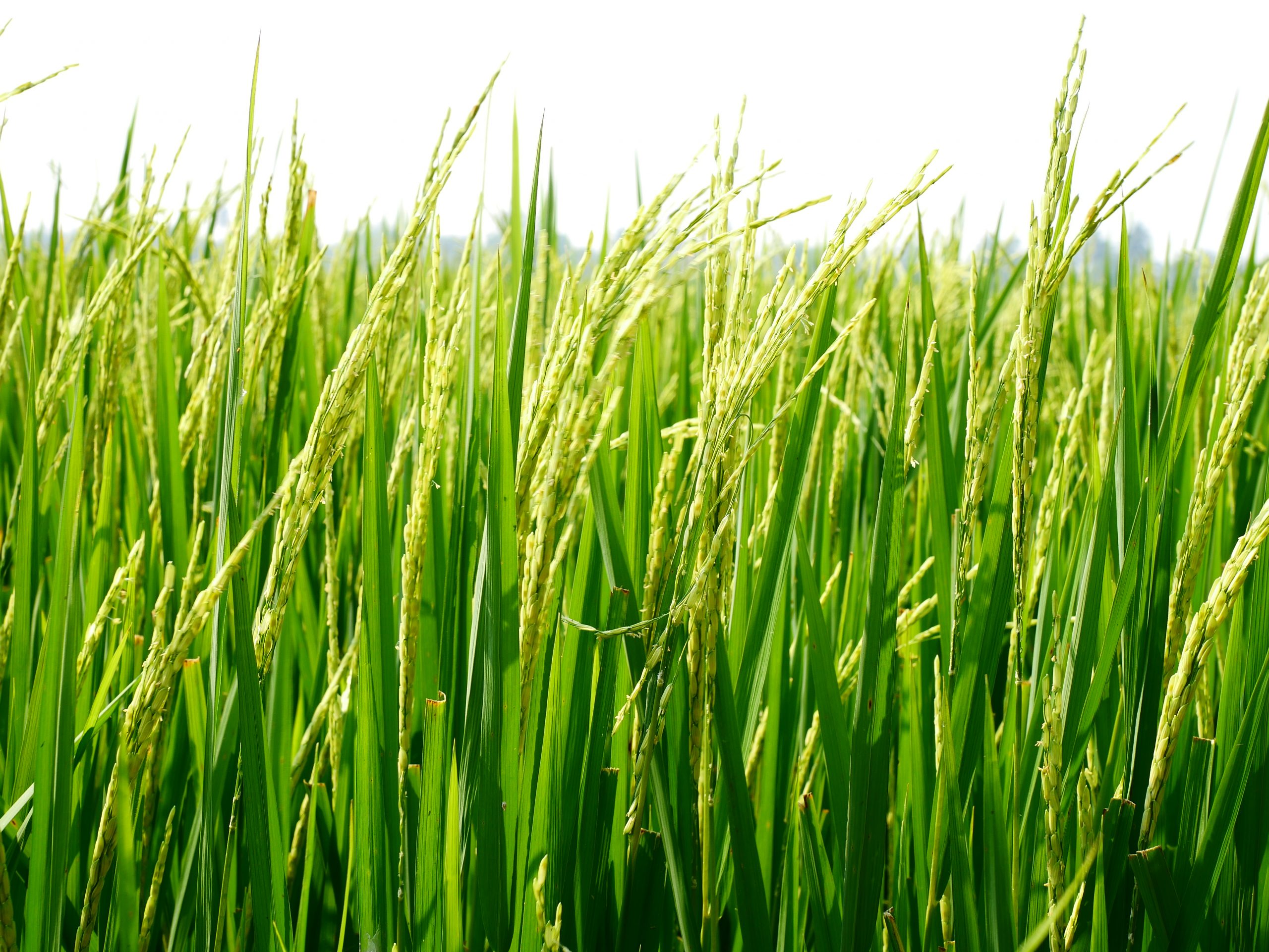 BASF lança Sistema de Arroz Provisia™ no Brasil - MAIS SOJA - Pensou ...