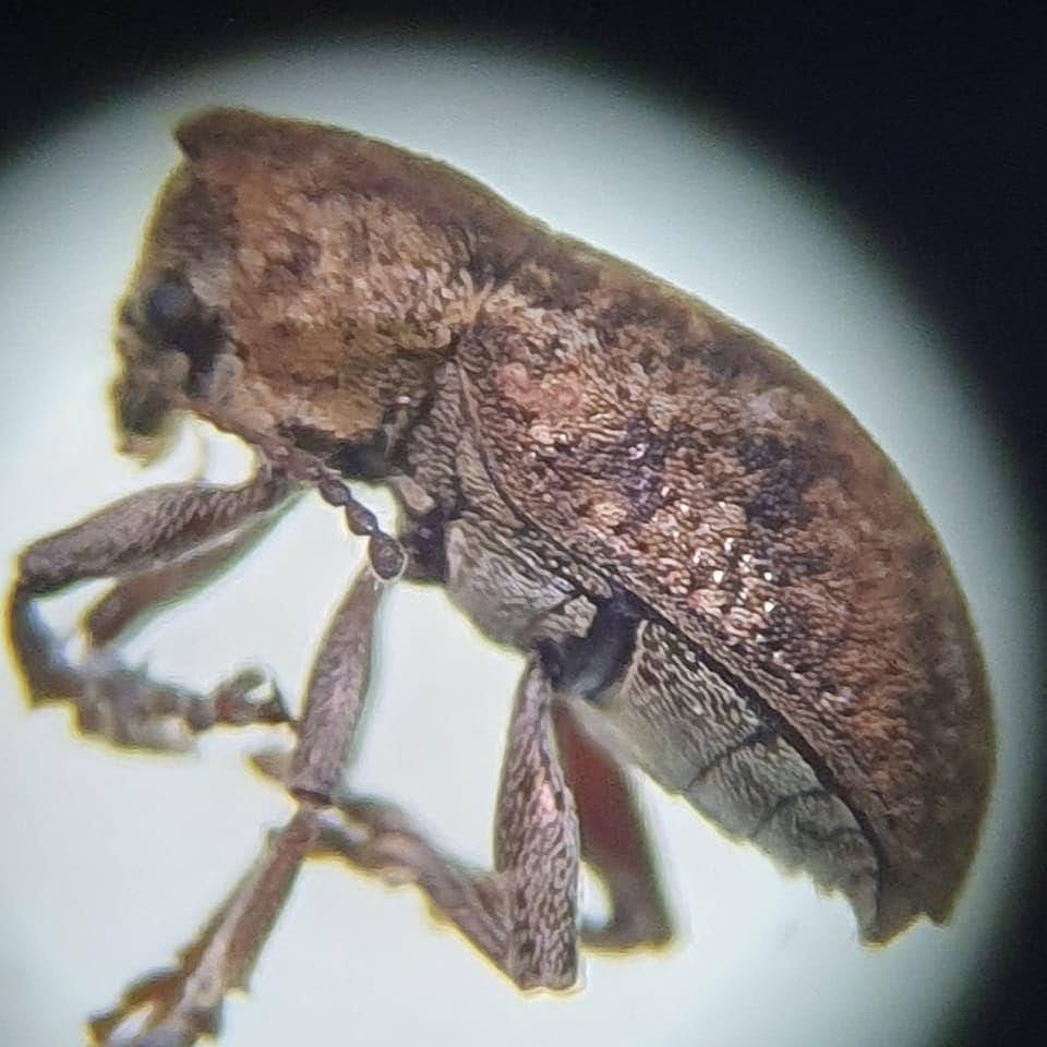 Fundação MT: Entenda o cascudinho da soja no sistema de cultivo soja ...