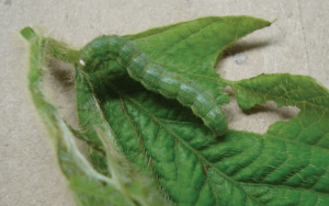 Quais os principais Inimigos naturais da Helicoverpa armigera em soja ...