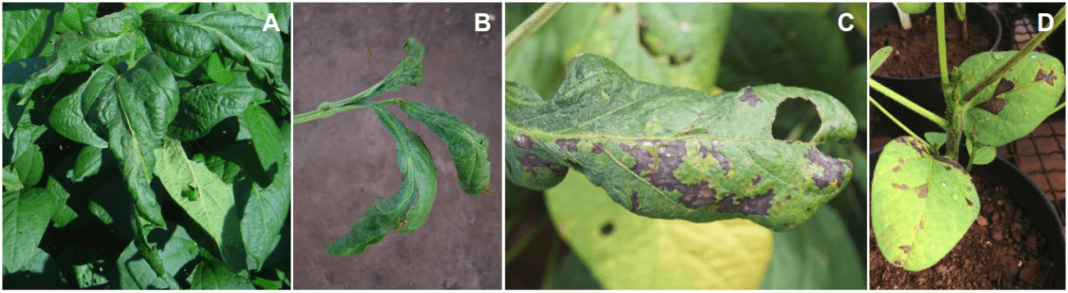 Aphelenchoides besseyi: o nematoide da haste verde da soja - MAIS SOJA ...