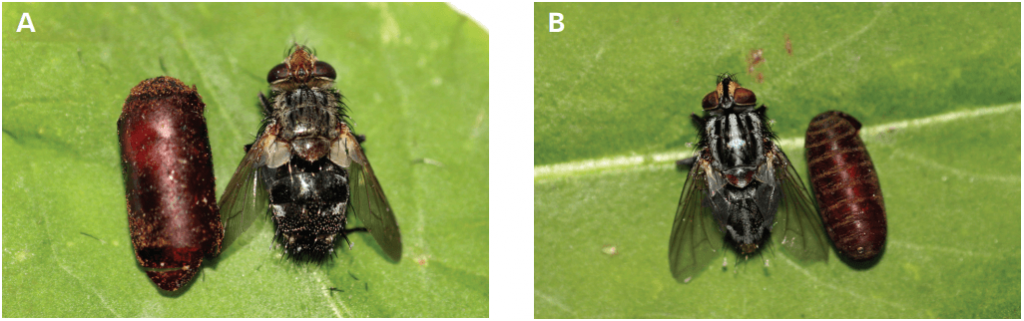 Quais os principais Inimigos naturais da Helicoverpa armigera em soja ...