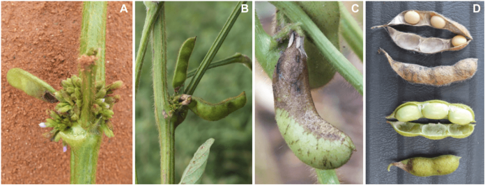 Aphelenchoides besseyi: o nematoide da haste verde da soja - MAIS SOJA ...