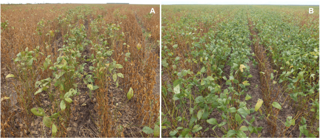 Aphelenchoides besseyi: o nematoide da haste verde da soja - MAIS SOJA ...