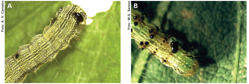 Quais os principais Inimigos naturais da Helicoverpa armigera em soja ...