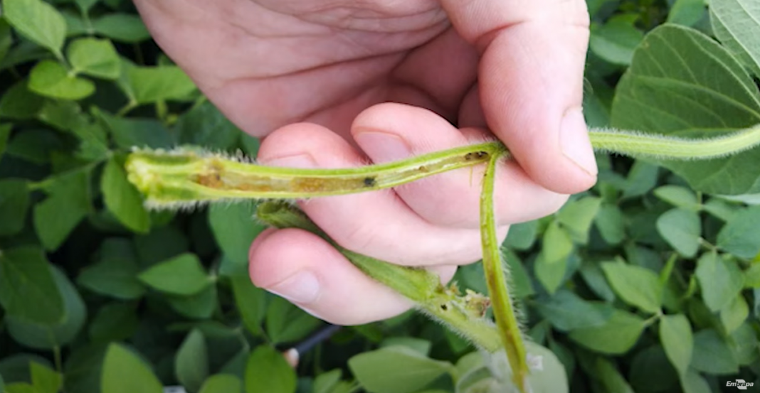 Broca-das-axilas - MAIS SOJA - Pensou Soja, Pensou Mais Soja