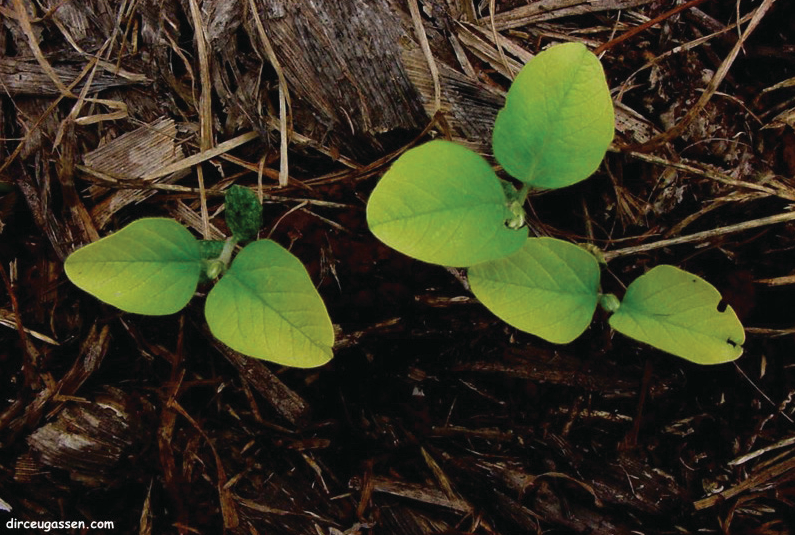 Qual a importância do Cobalto para a soja? - MAIS SOJA - Pensou Soja ...