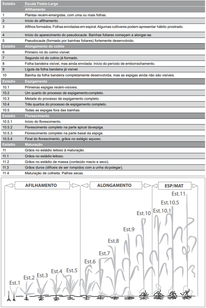 Escalas de desenvolvimento do trigo - MAIS SOJA - Pensou Soja, Pensou ...