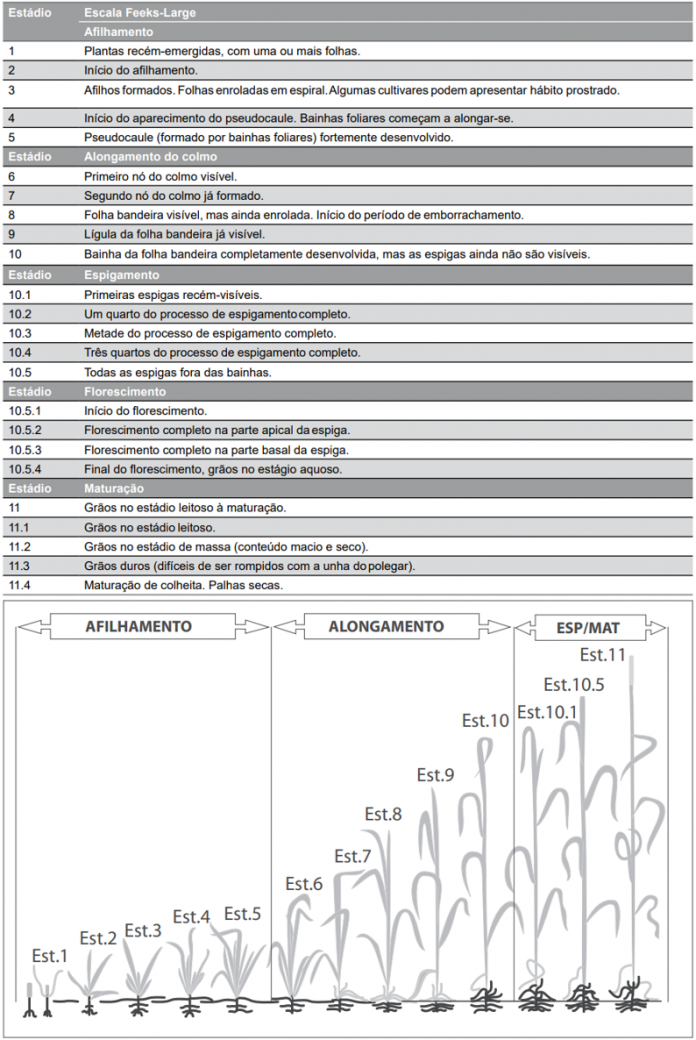 Escalas de desenvolvimento do trigo - MAIS SOJA - Pensou Soja, Pensou ...