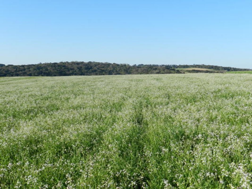 Nabo forrageiro: Uma Excelente Opção para Cobertura Verde - MAIS SOJA ...