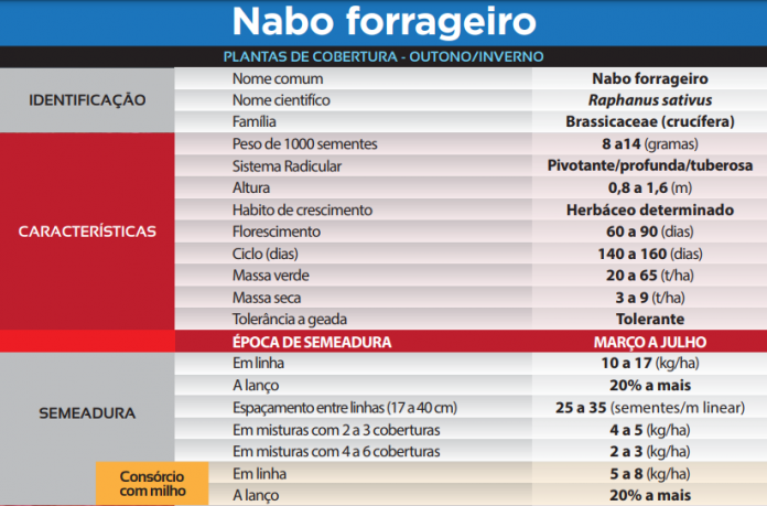 Nabo forrageiro: Uma Excelente Opção para Cobertura Verde - MAIS SOJA ...