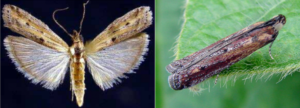 Você conhece a Lagarta elasmo (Elasmopalpus lignosellus)? - MAIS SOJA ...