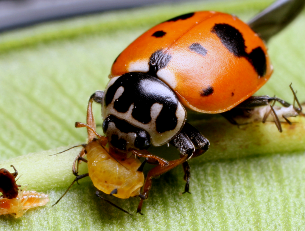 Controle biológico de pragas: qual a diferença entre parasitoides e ...