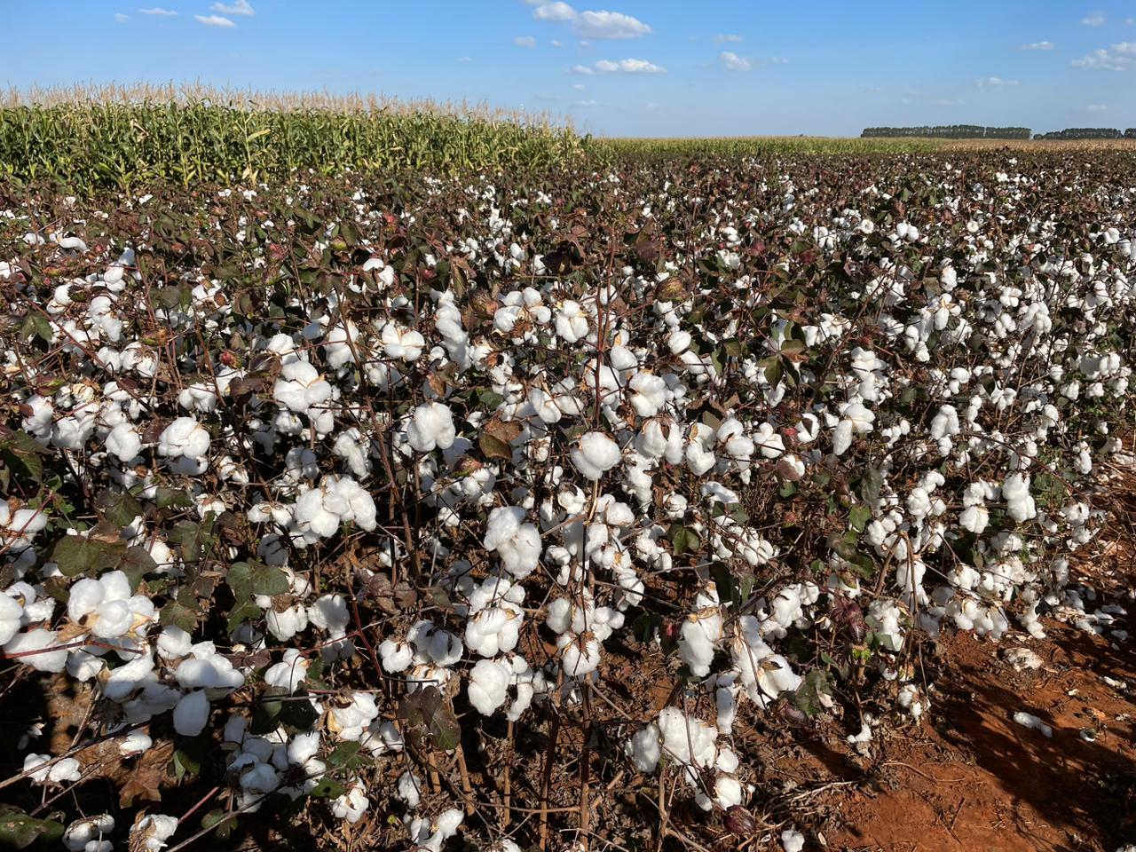 Portfólio da Sipcam Nichino para a pluma ganha tração com 3 novas ...